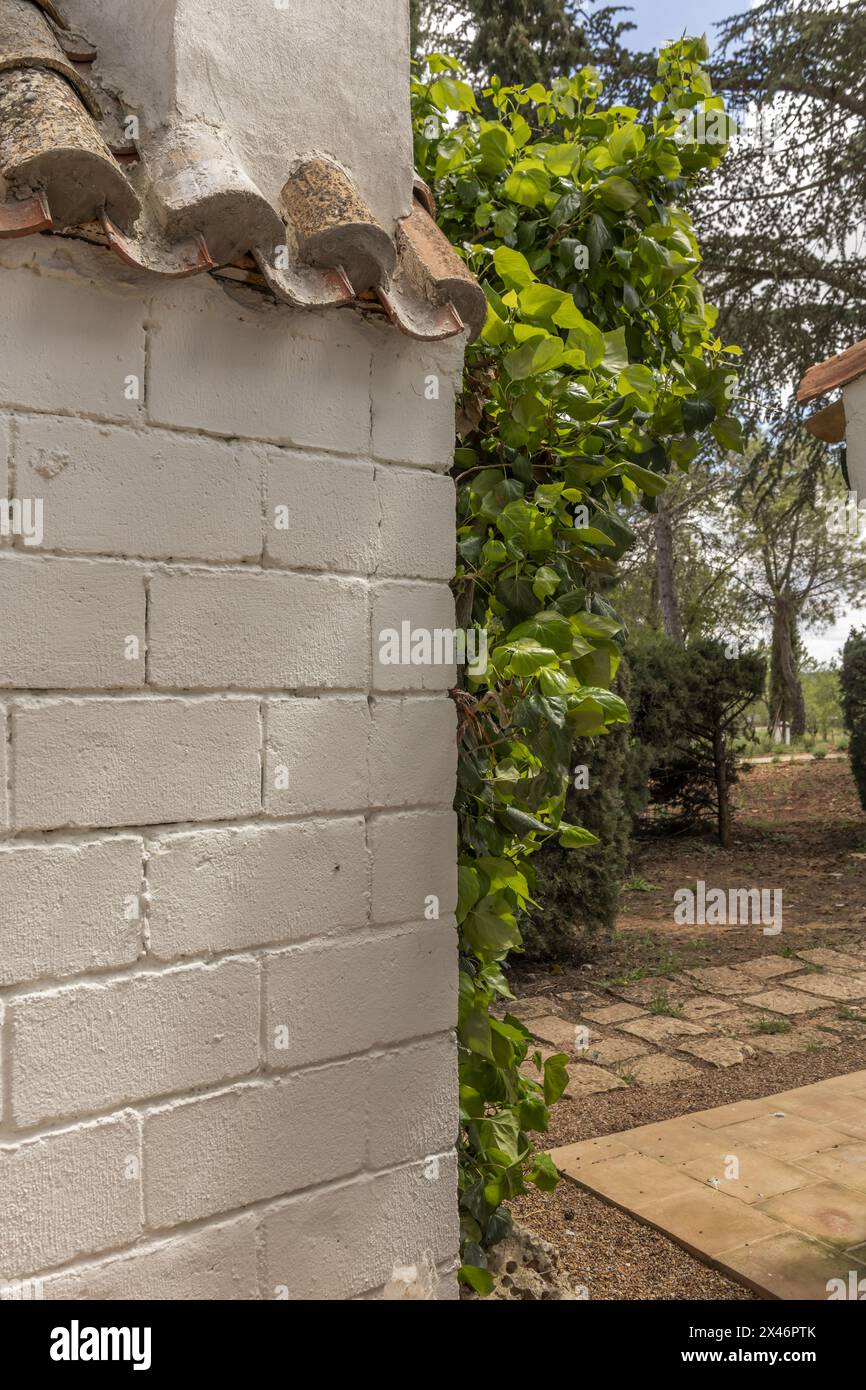 White brick walls with tangled vegetation on the surface Stock Photo ...