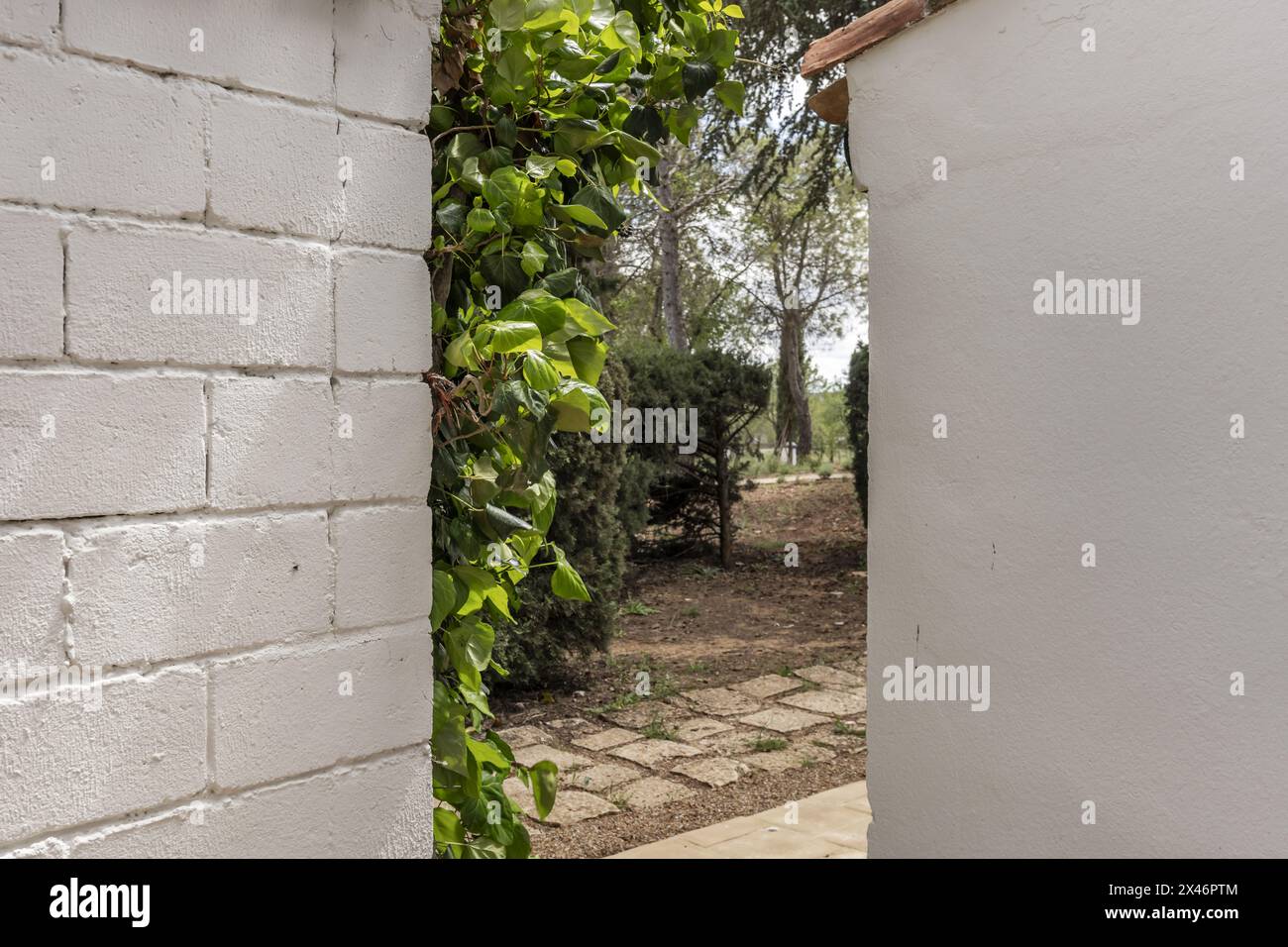 White brick walls and others with plaster with tangled vegetation on ...