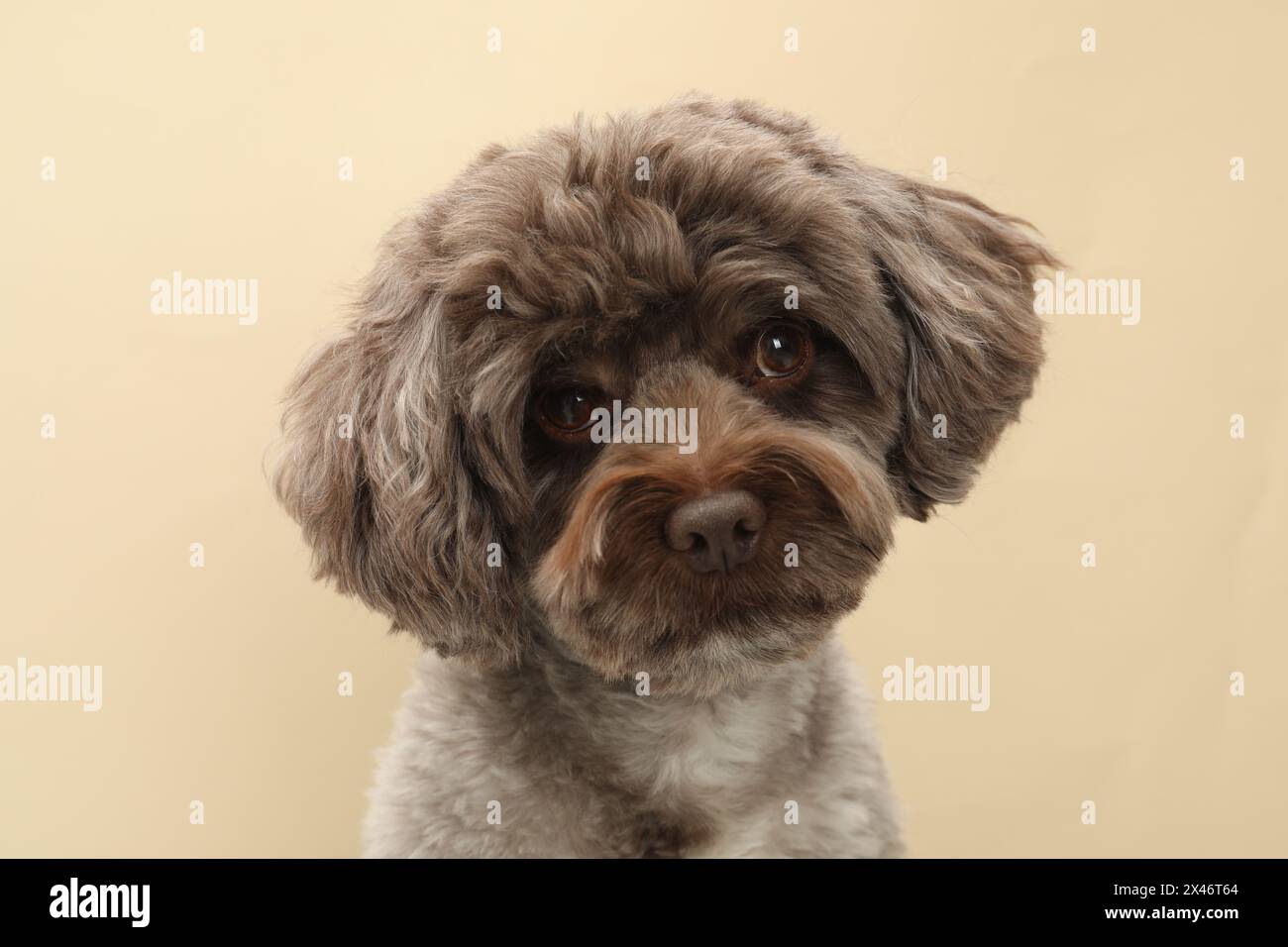 Cute Maltipoo dog on beige background. Lovely pet Stock Photo - Alamy