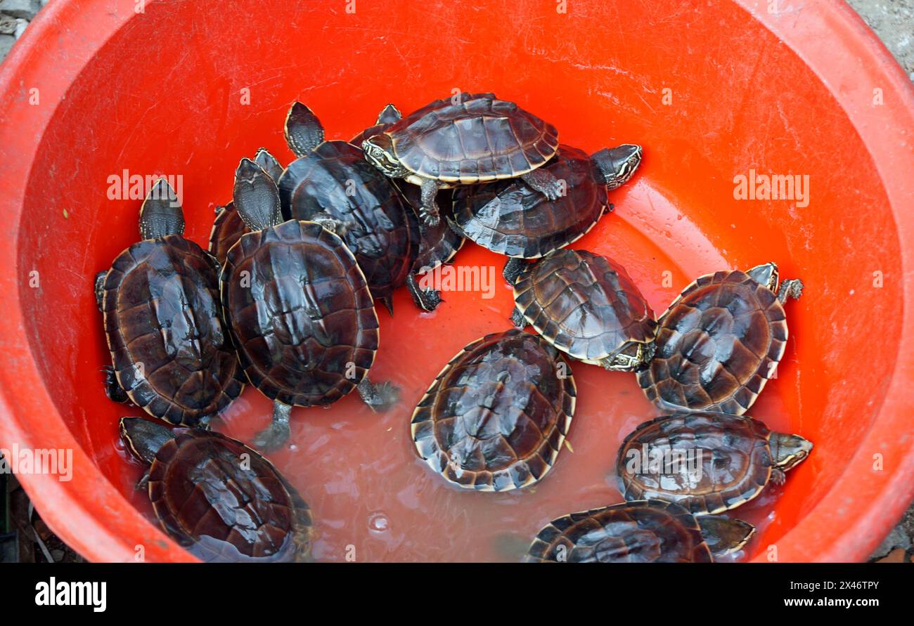 turtles on a local fresh market in siem reap in cambodia Stock Photo ...