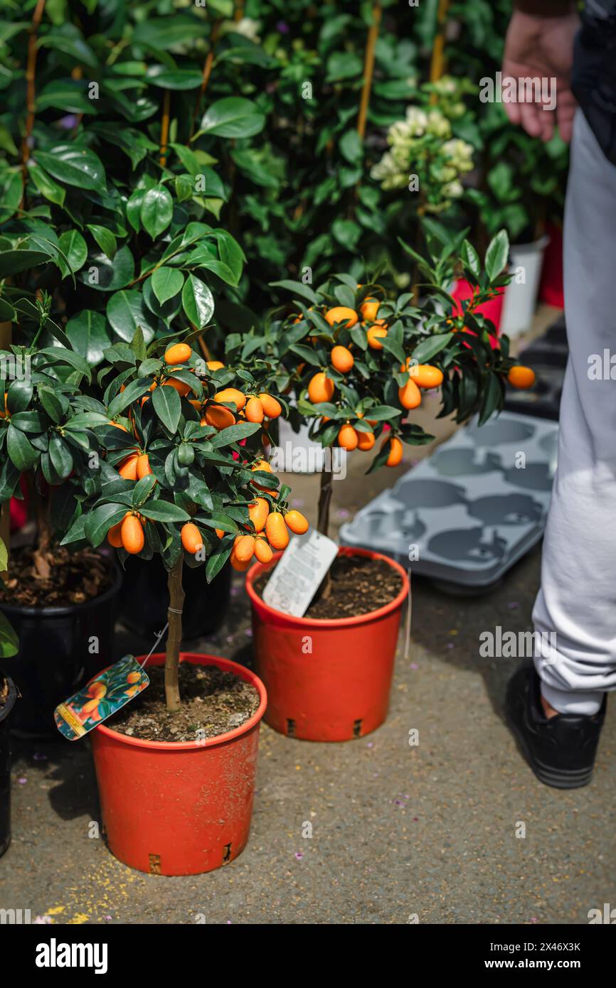 Kumquat, potted mini citrus trees with fruits in outdoor garden center ...