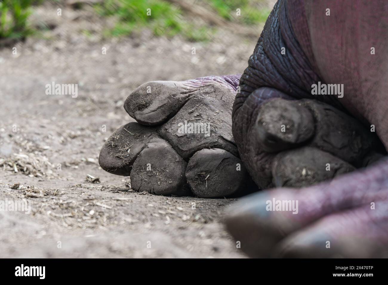 Hippo anatomy hi-res stock photography and images - Alamy