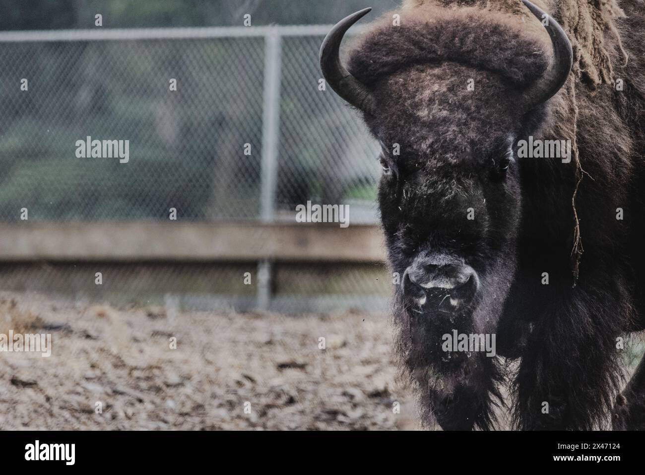 Wild American bison in bison paddock, Golden Gate Park in San Francisco ...