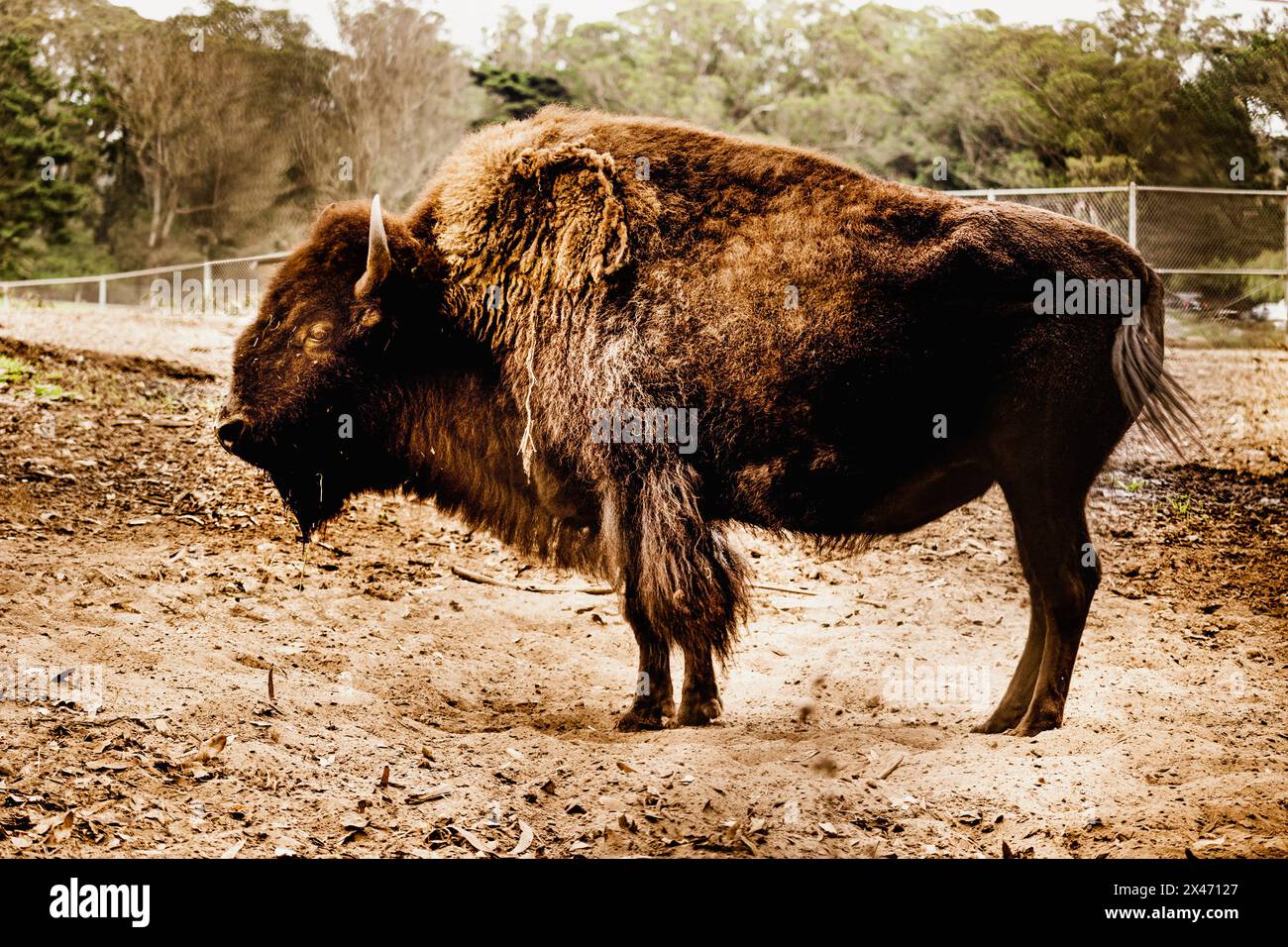Wild American bison in bison paddock, Golden Gate Park in San Francisco ...