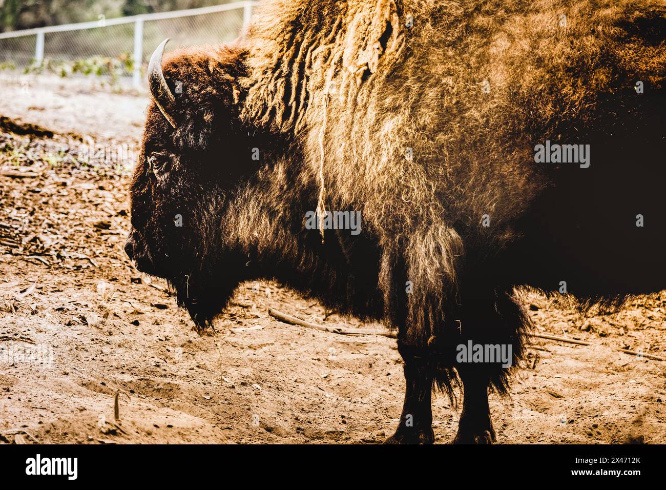 Wild American bison in bison paddock, Golden Gate Park in San Francisco ...