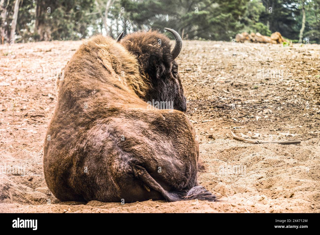 Wild American bison in bison paddock, Golden Gate Park in San Francisco ...