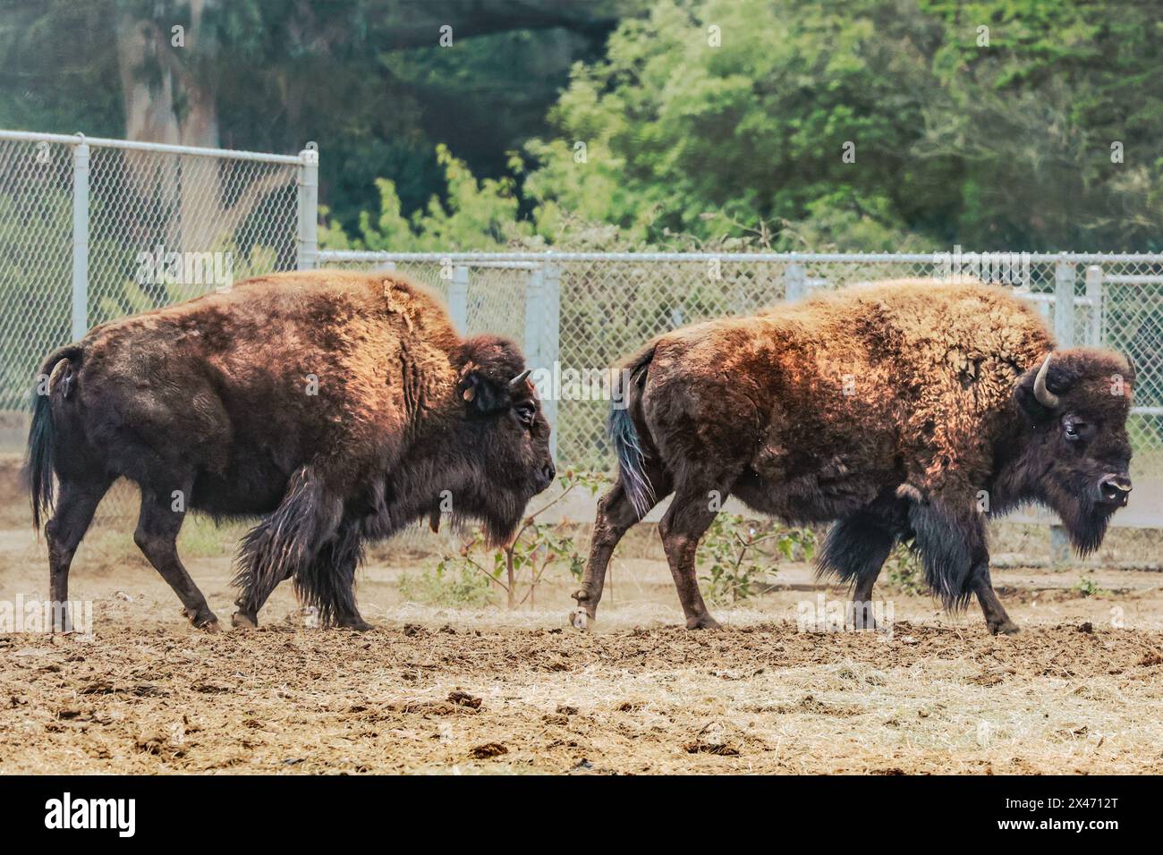 Wild American bison in bison paddock, Golden Gate Park in San Francisco ...