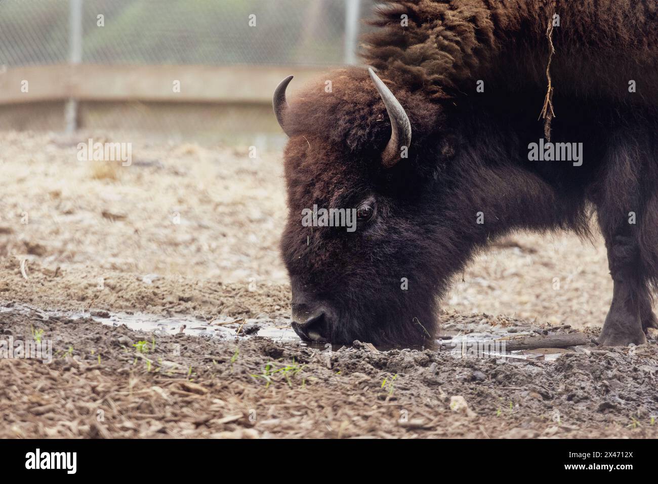 Wild American bison in bison paddock, Golden Gate Park in San Francisco ...
