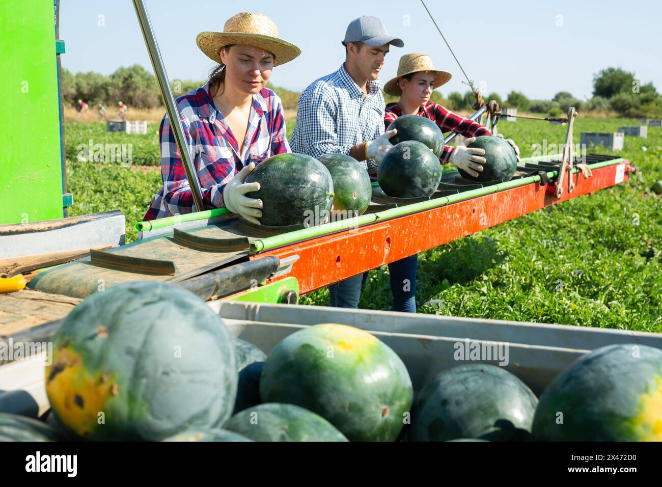 Workers picking ripe watermelons using harvesting machine Stock Photo ...