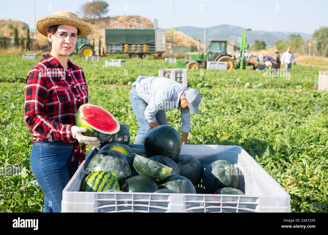 Farmer posing in field with watermelons crop Stock Photo - Alamy