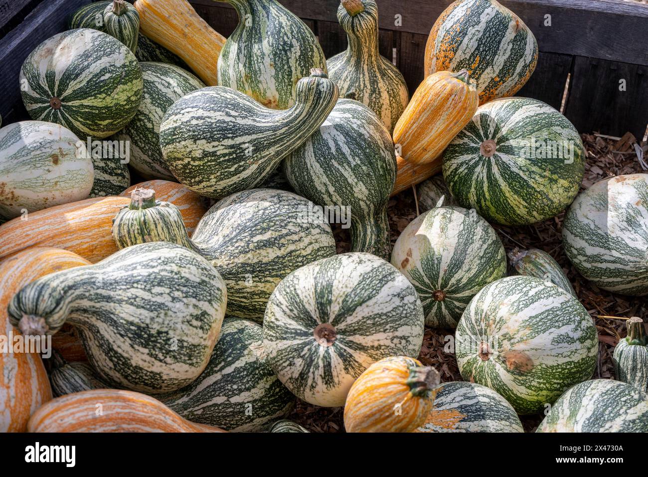 An assortment of pumpkins and gourds on display at a fall harvest ...