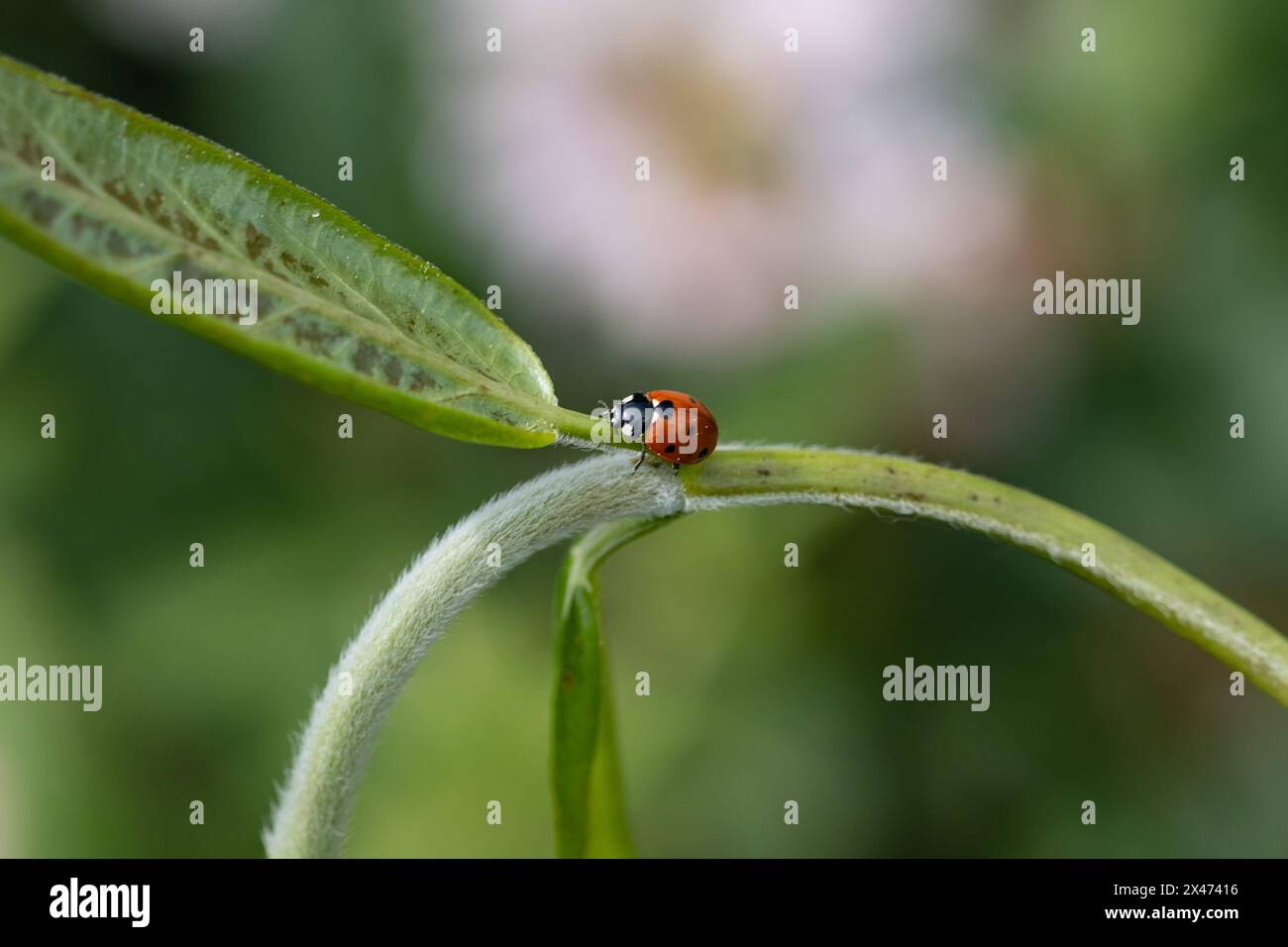 Marienkaefer in Aachen am 29. April 2024. GERMANY - AACHEN - LADYBUG ...