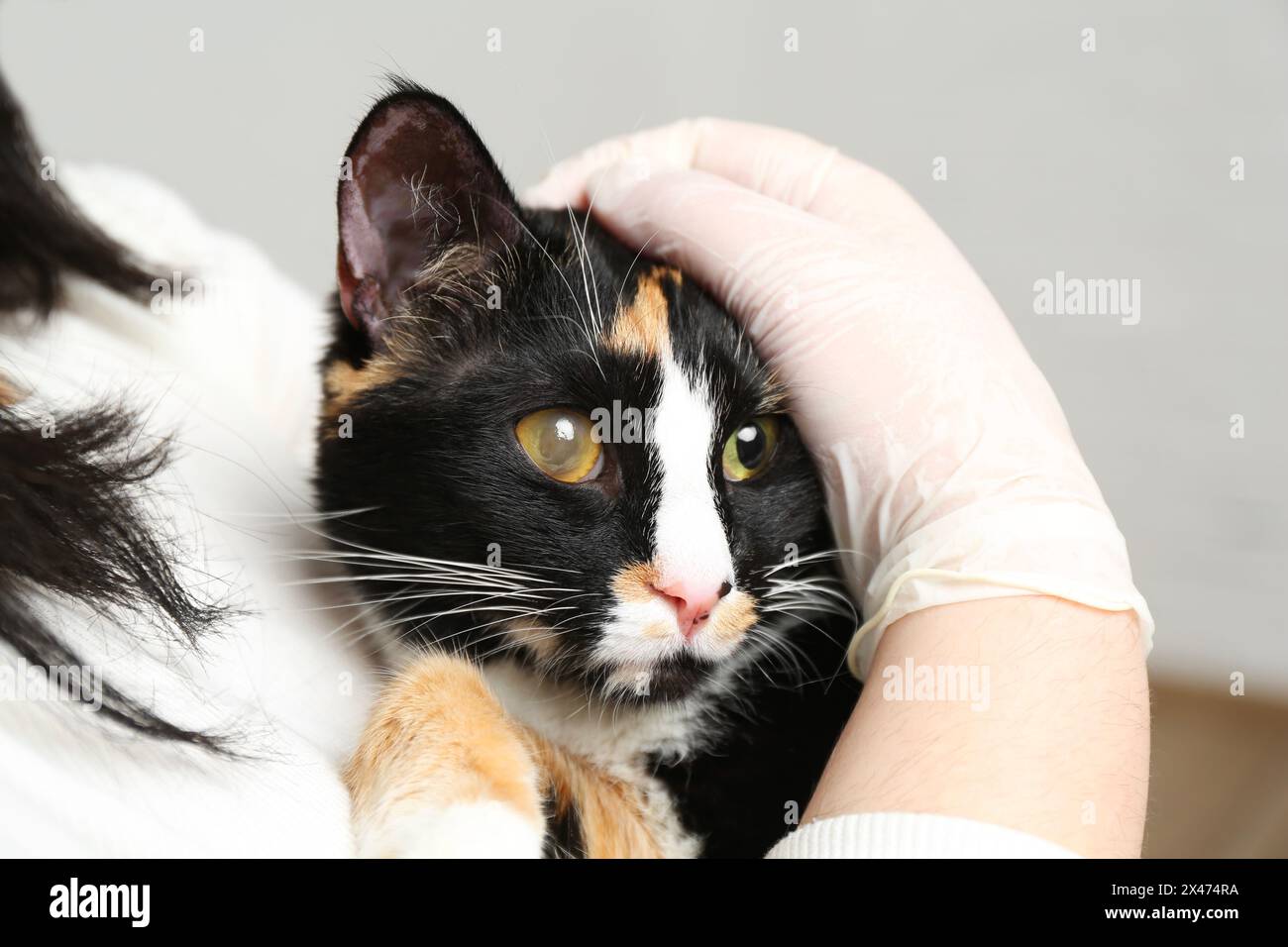 Veterinarian examining cute cat with corneal opacity on blurred background, closeup Stock Photo ...