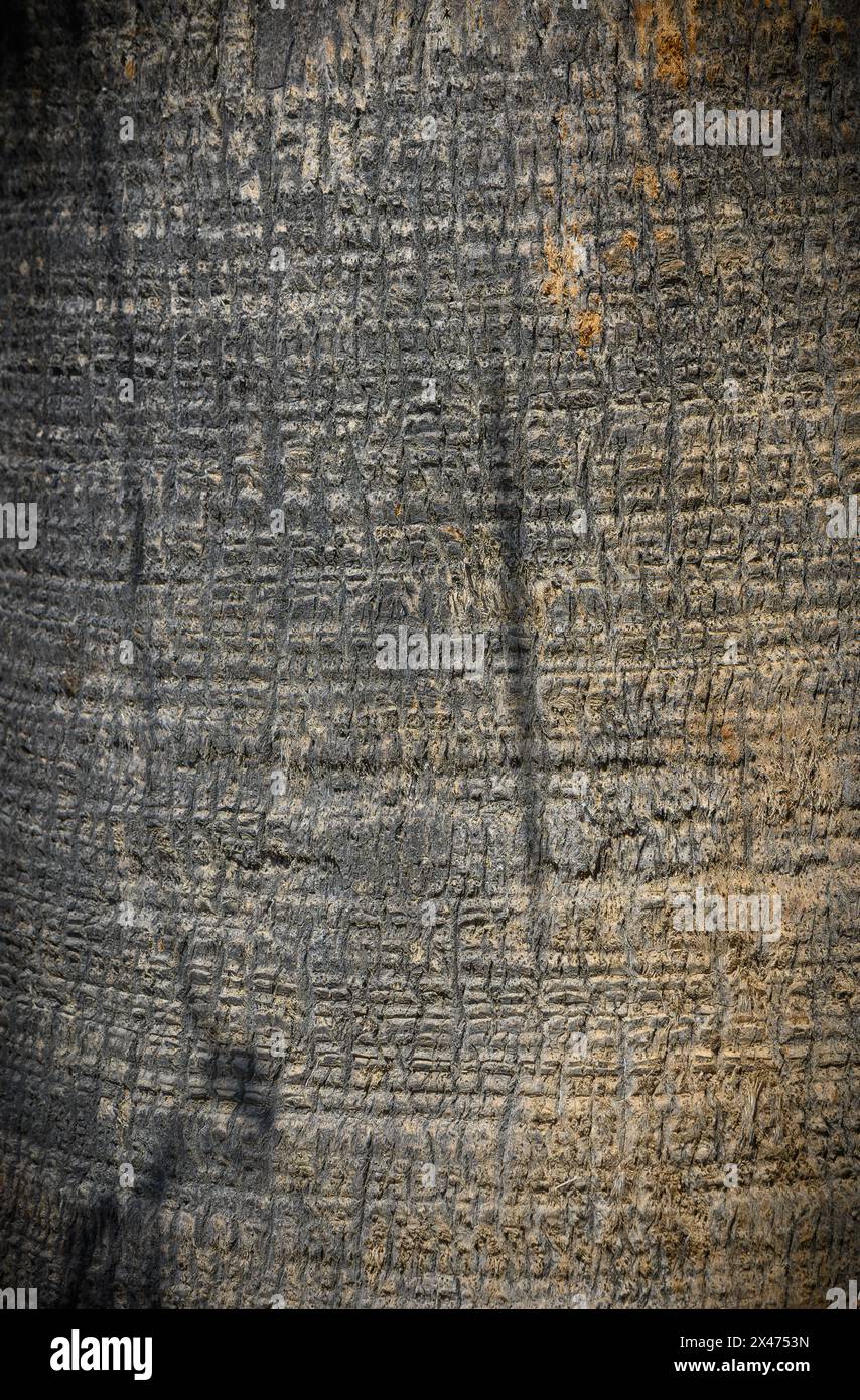 Coconut tree trunk as background 2 Stock Photo - Alamy
