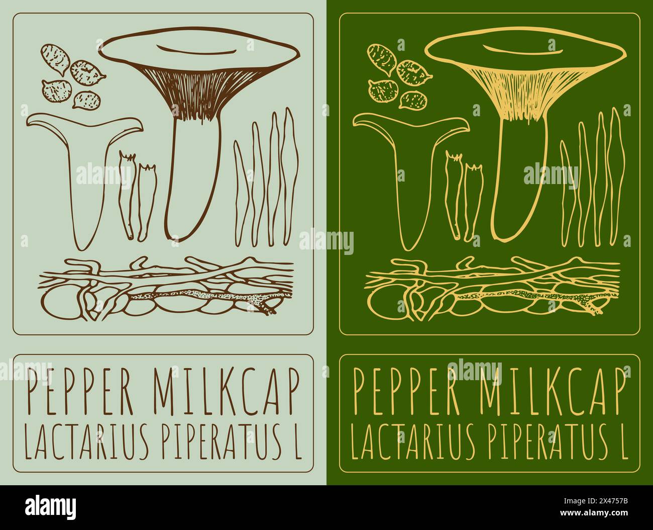 Vector drawing PEPPER MILKCAP. Hand drawn illustration. The Latin name ...