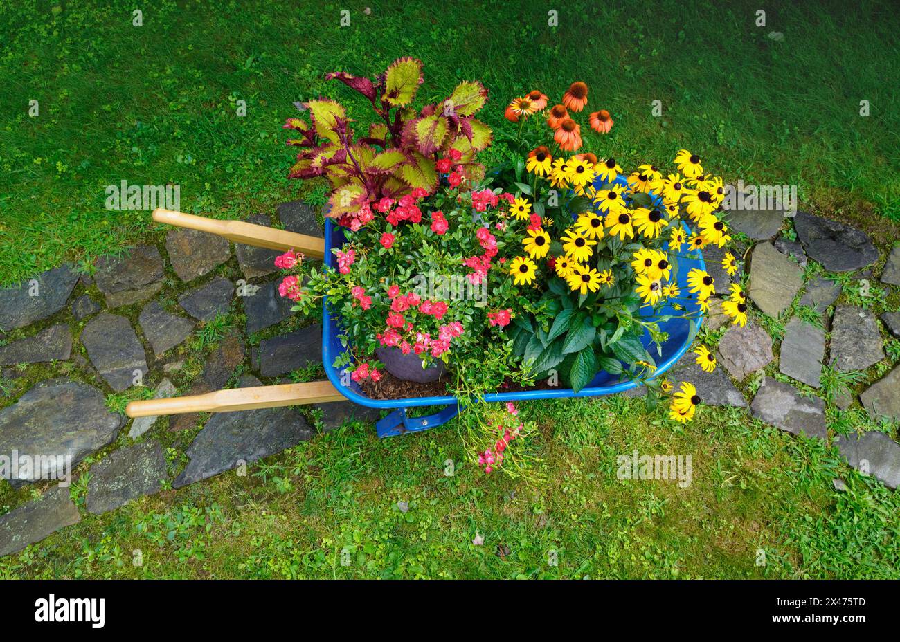 Wheelbarrow with native plants Black-eyed Susan, Echinacea orange ...