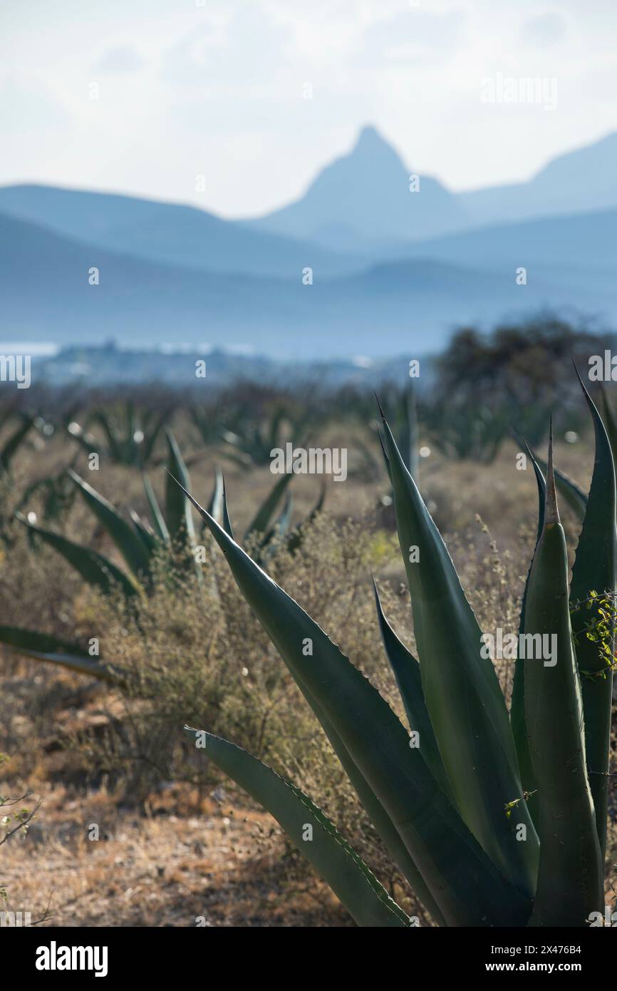 Afternoon view of rows of agave fields, with the iconic Peña de Bernal ...