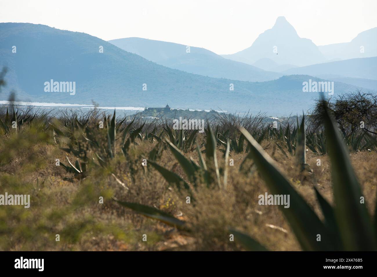 Afternoon view of rows of agave fields, with the iconic Peña de Bernal ...