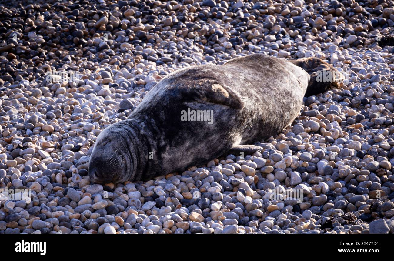 Seal on pebble beach hi-res stock photography and images - Alamy