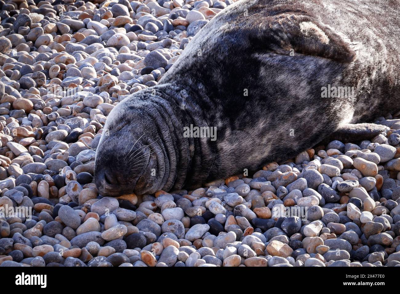 Seal sleeping on pebble beach Stock Photo - Alamy