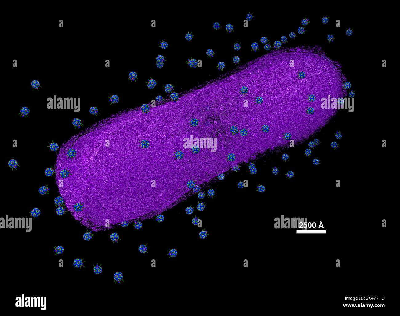 Illustration of an Escherichia coli bacterium (purple) being infected ...