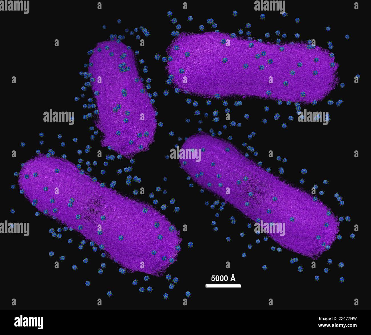 Illustration of Escherichia coli bacteria (purple) being infected by a group of bacteriophage ...