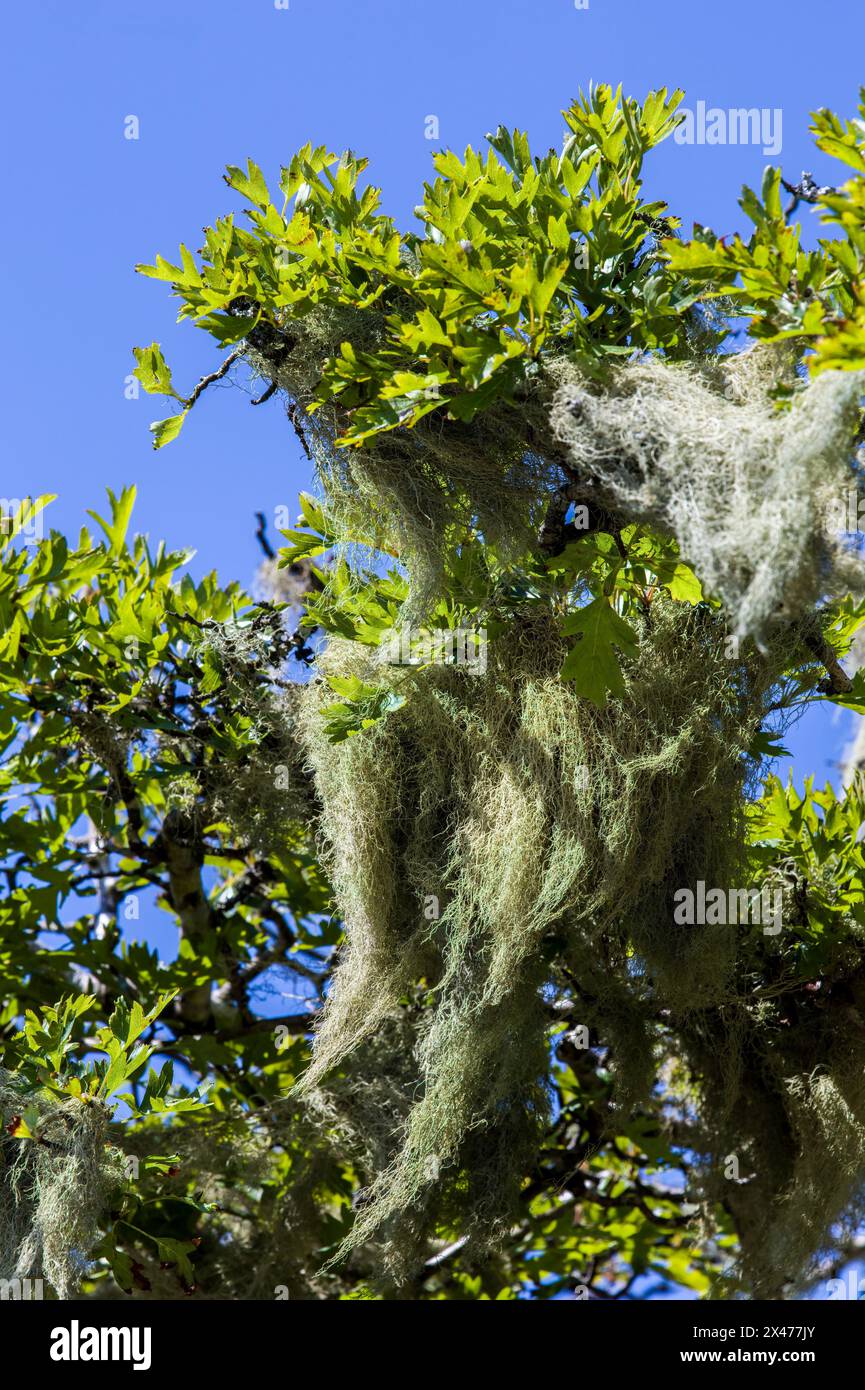 Beard lichen (Usnea articulata) growing on a hawthorn tree (Crataegus ...