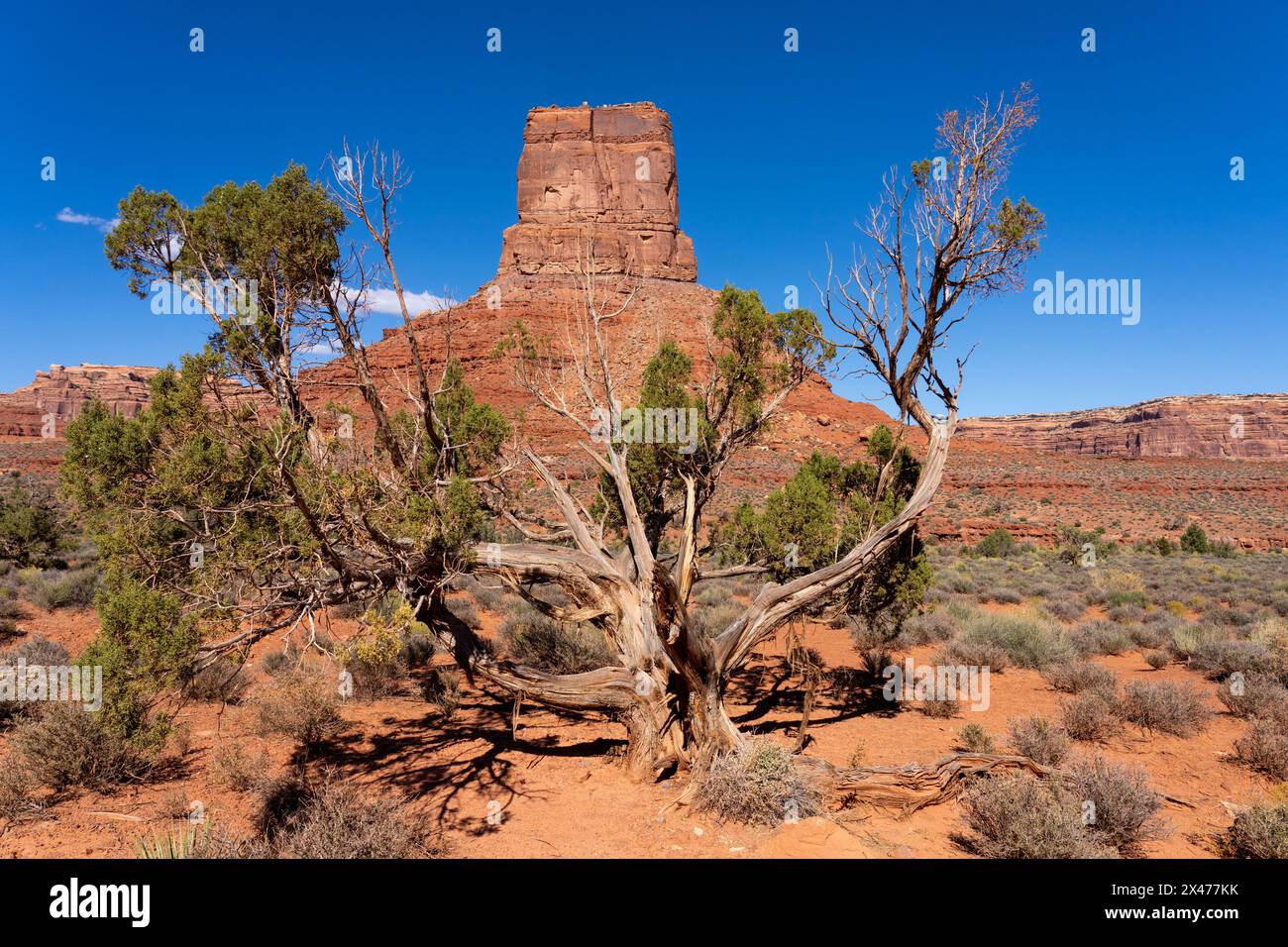 Juniper tree in front of Castle Butte in Utah, USA. This rock formation ...