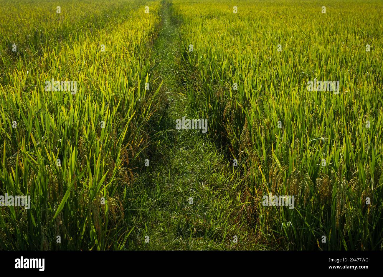 Image of beautiful Terraced rice field in water season and Irrigation ...