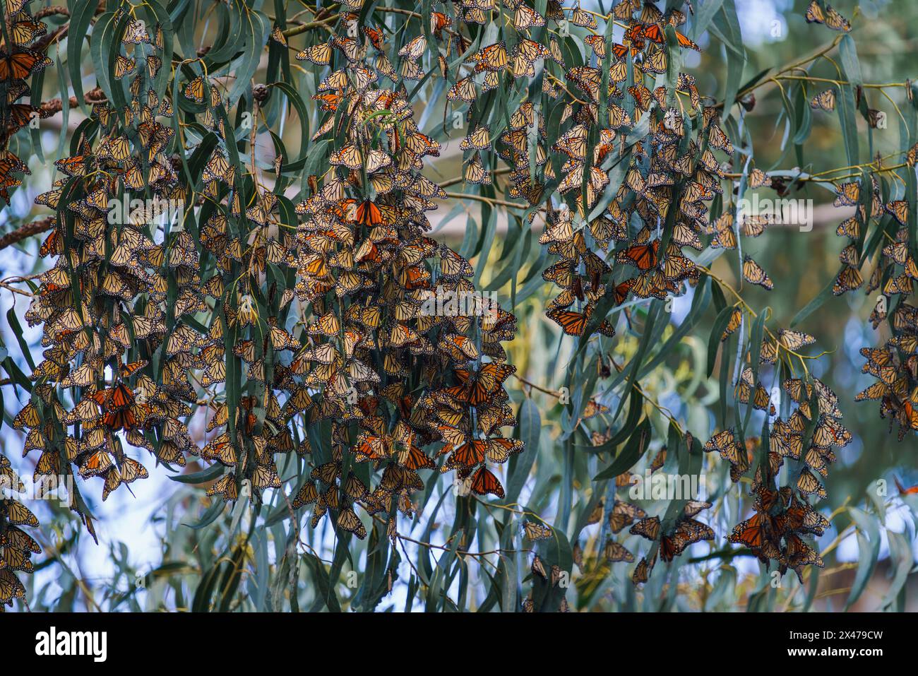 Monarch butterflies clusters in the limbs of majestic Eucalyptus trees. Phenomenon of Monarch ...
