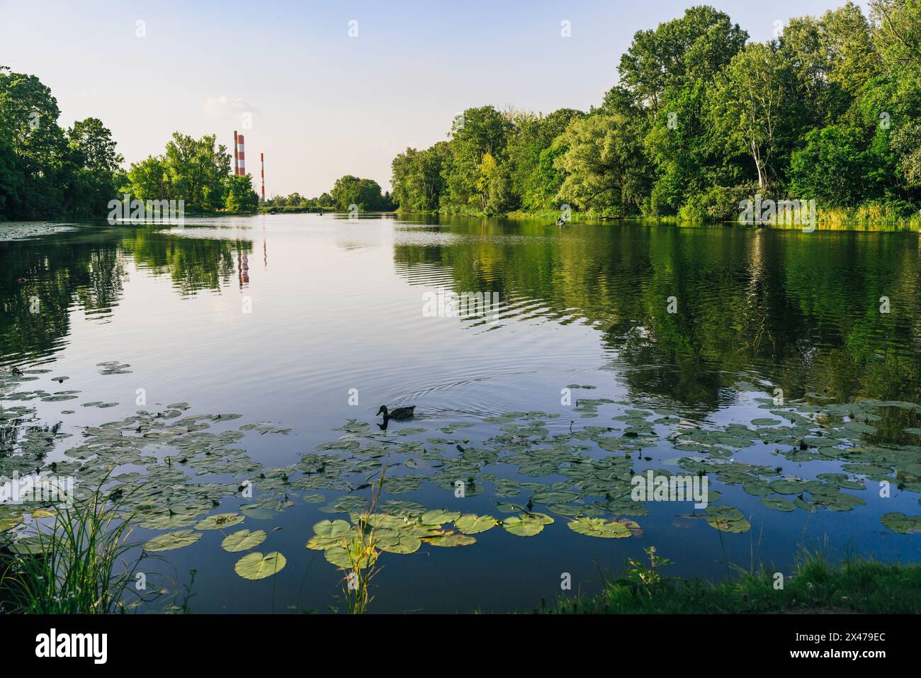 Lake in city park at sunset, and trees reflection upon the crystal ...