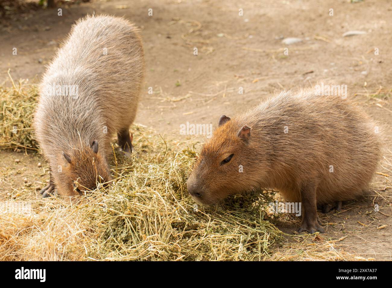 Two capybaras in zoo hi-res stock photography and images - Alamy