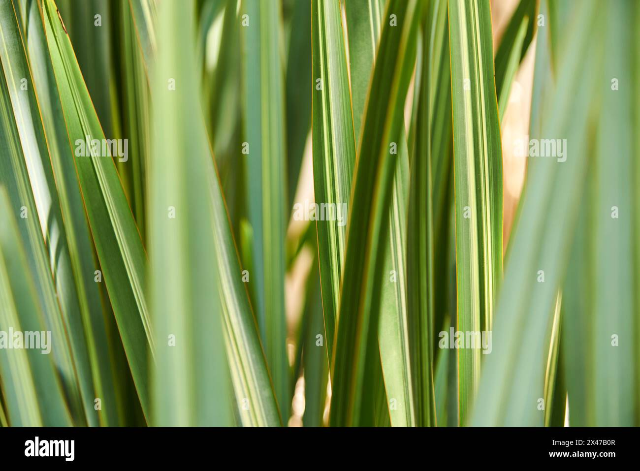 Phormium tenax leaves hi-res stock photography and images - Alamy