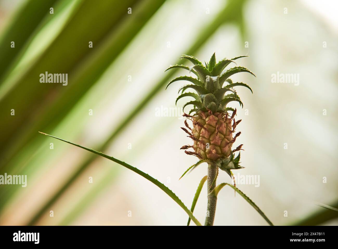 Pineapple growing south america hi-res stock photography and images - Alamy