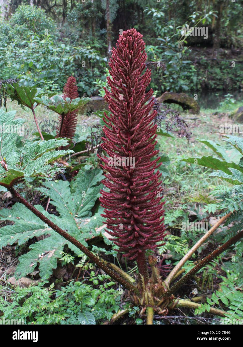 Interesting plant from cloud forest in Costa Rica, Gunnera talamancana ...