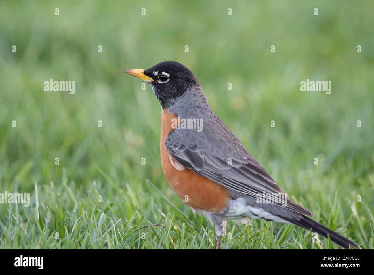 American robin hunting worms hi-res stock photography and images - Alamy