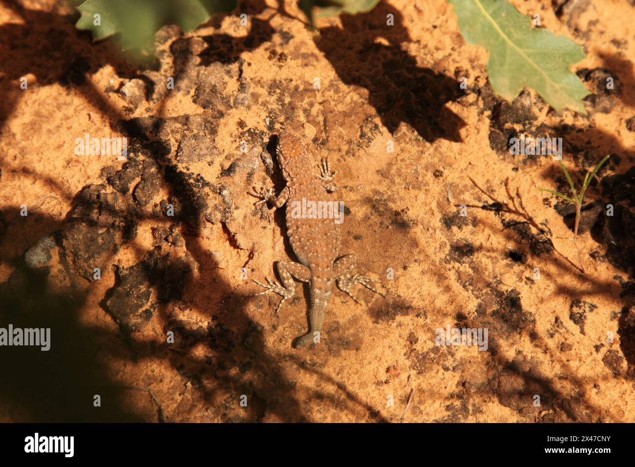 Lizard with regrown tail, along Windows Primitive Loop Trail in Arches ...