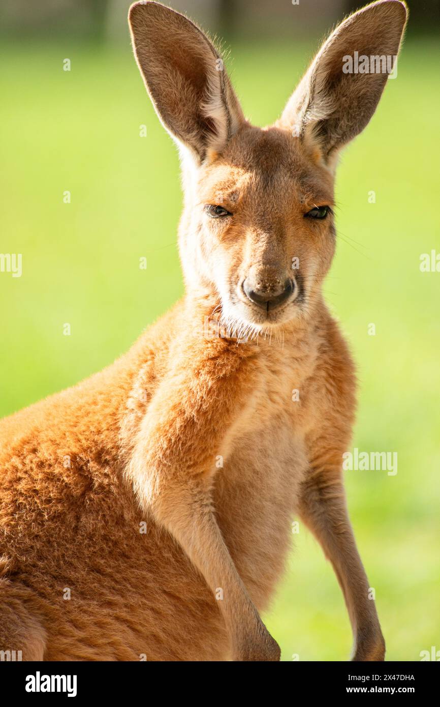 The red kangaroo joey exploring its surrounding during the day. The red ...