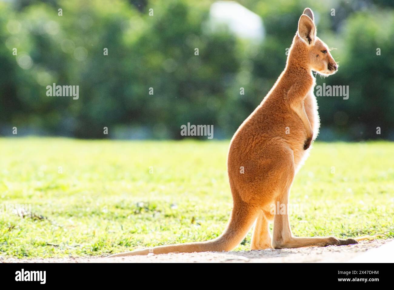 The red kangaroo joey exploring its surrounding during the day. The red ...
