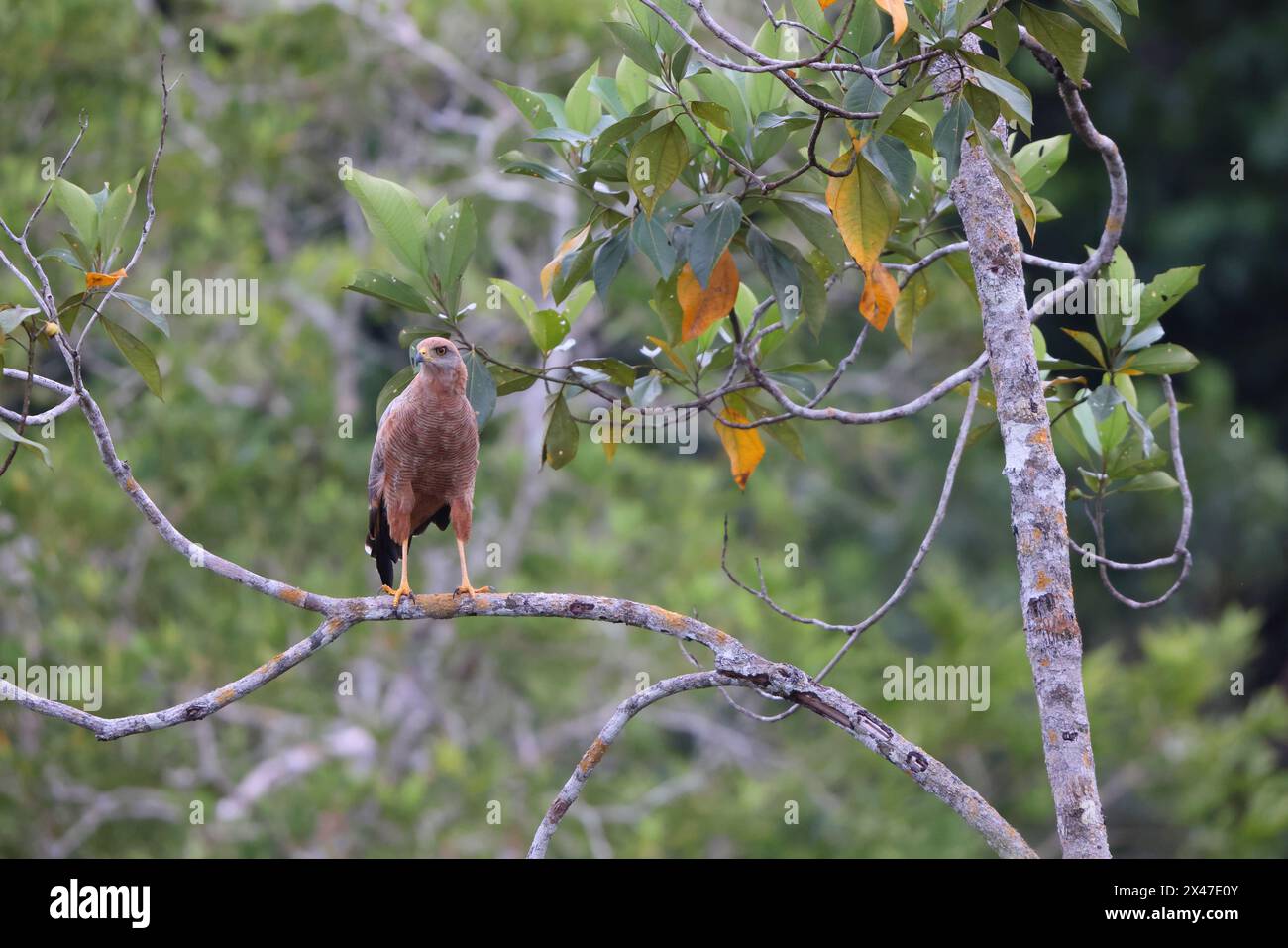 Large raptor hi-res stock photography and images - Alamy