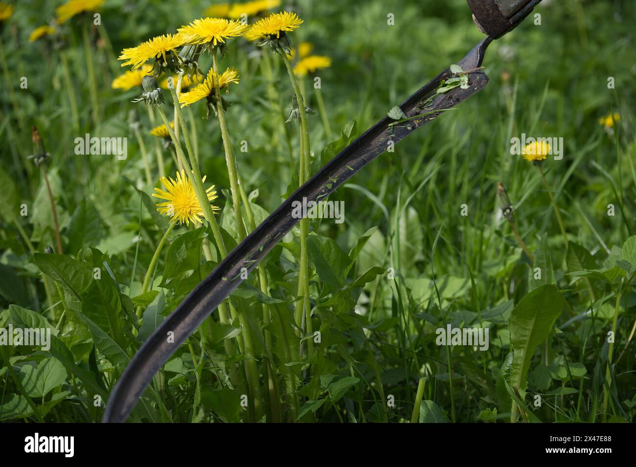 Rustic scythe lying in long wet green grass in a field in a close up on ...