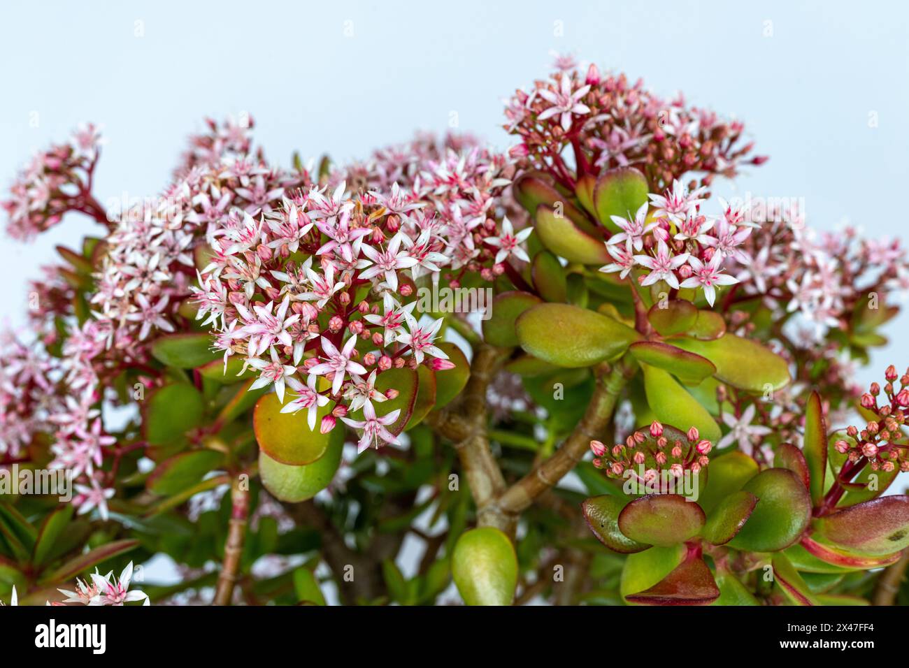 Jade tree flowering plant on white background with copy space Stock ...