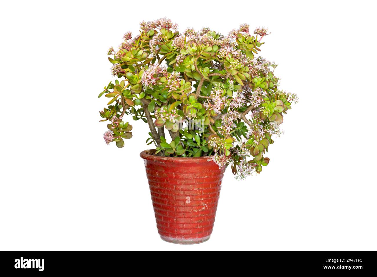 Beautiful Crassula Ovata flowering plant on white background with copy ...
