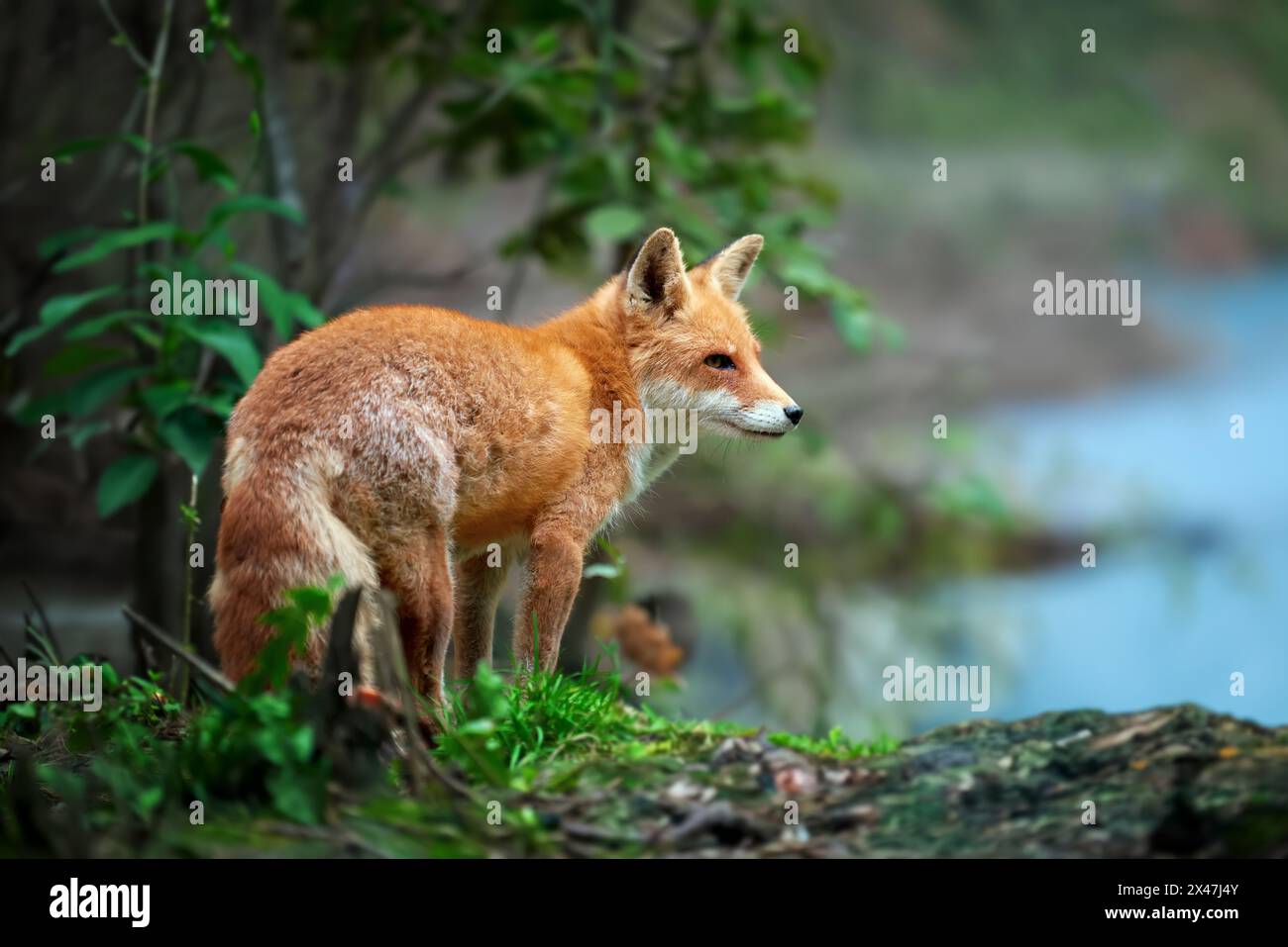 A red fox stands alert in a forest, next to a body of water. The foxs ...