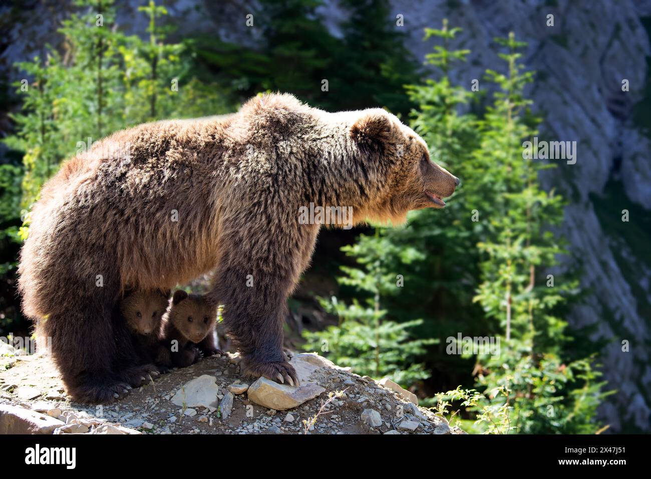 She-bear and two bear cubs in the summer forest on hill. Ursus arctos ...