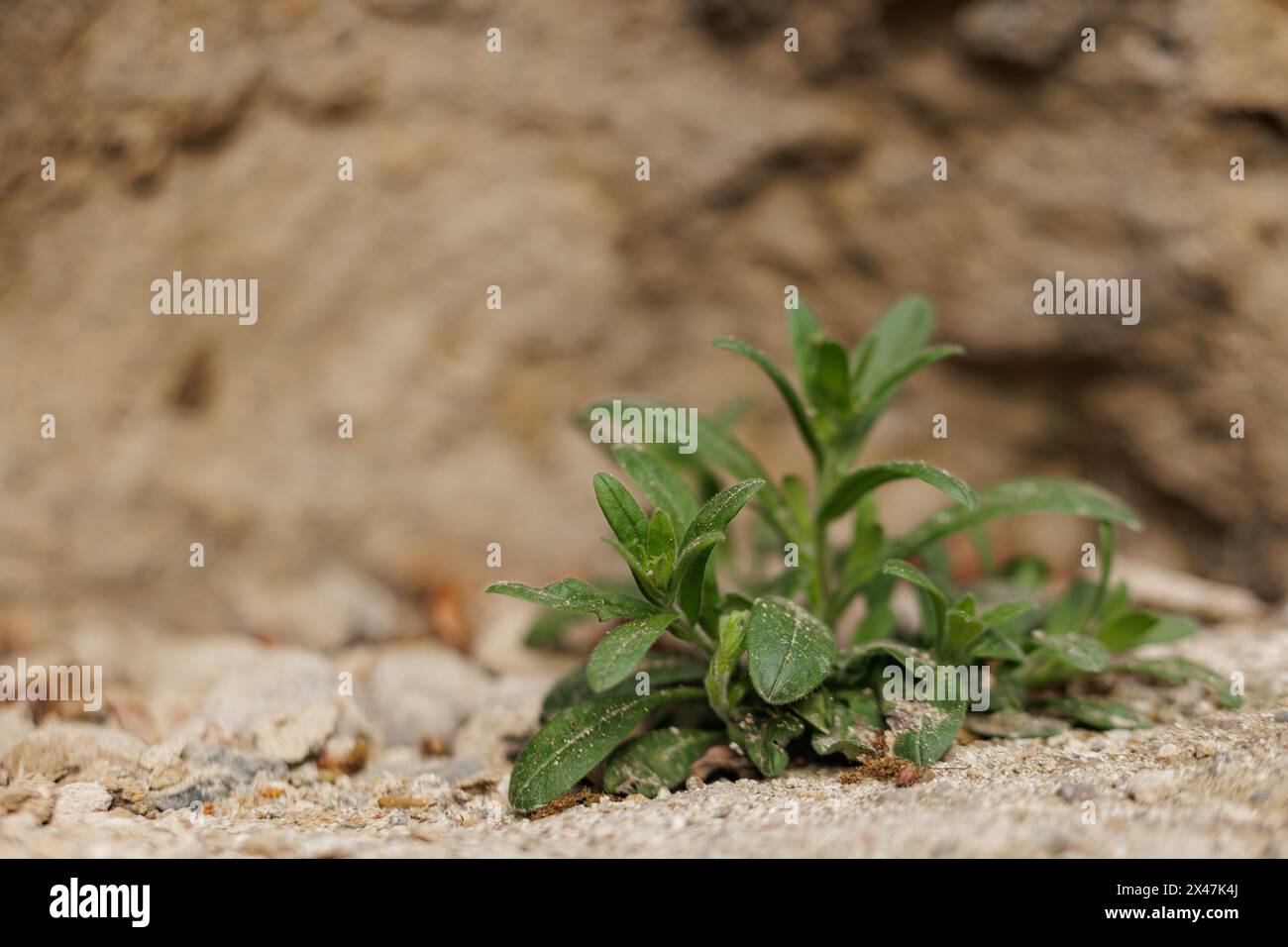 A tiny plant sprouting from the soil Stock Photo - Alamy