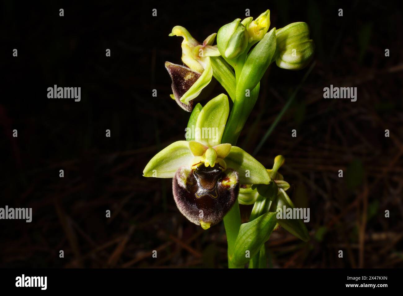 Flower of the Levant orchid (Ophrys levantina), a bee orchid on Cyprus ...