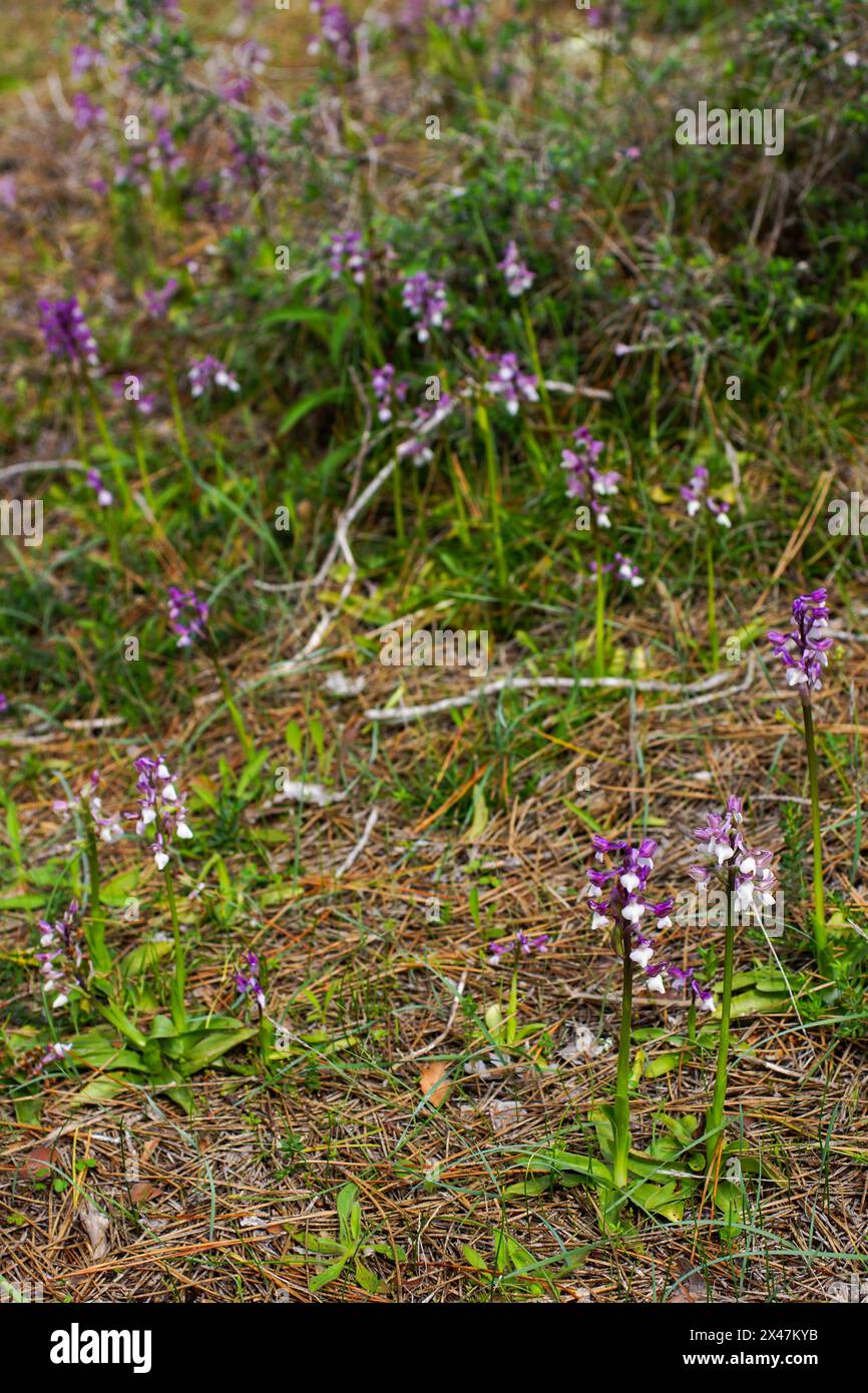 Flowering plants of the Syrian green-winged orchid (Anacamptis morio ...