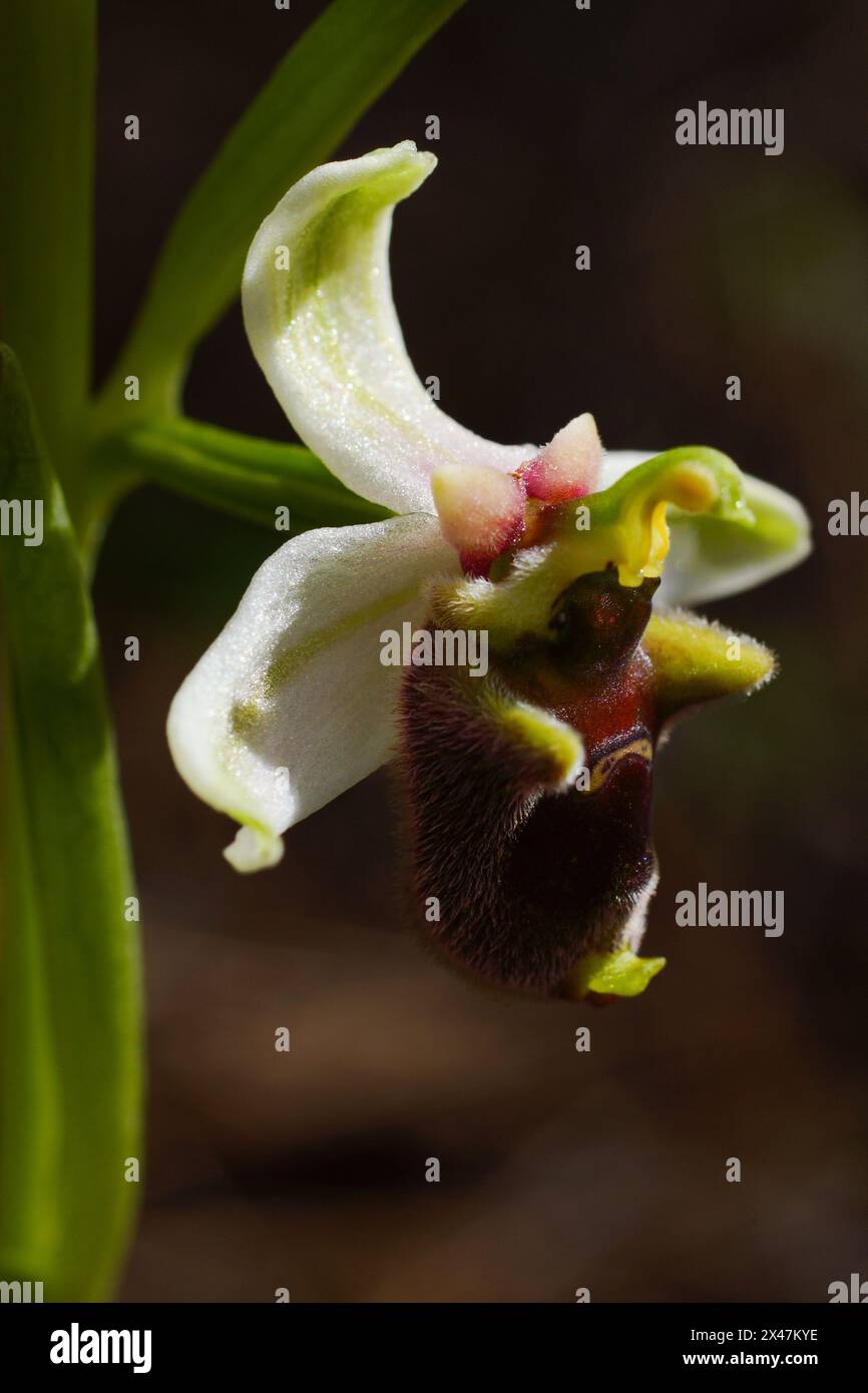 Flower of the Levant orchid (Ophrys levantina), a terrestrial bee ...