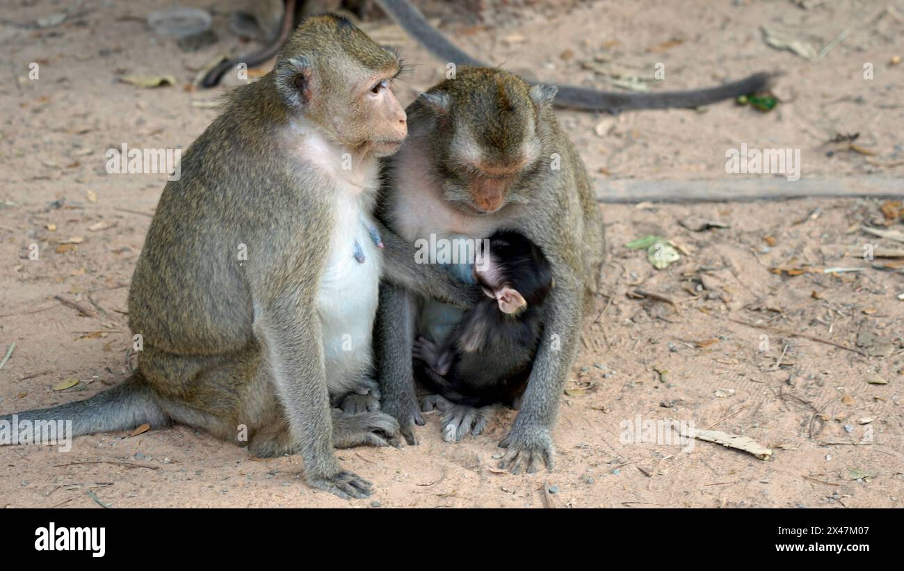 wild living monkeys with baby at angor wat temple Stock Photo - Alamy